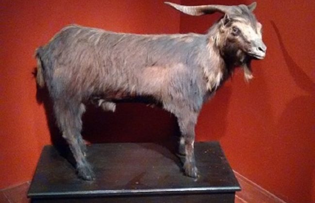 Escola de samba conta a história do Bode Ioiô, personagem da história ...